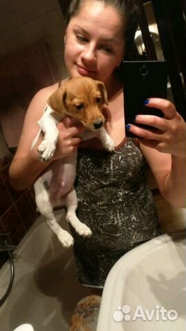 Щеночек Джек Рассел