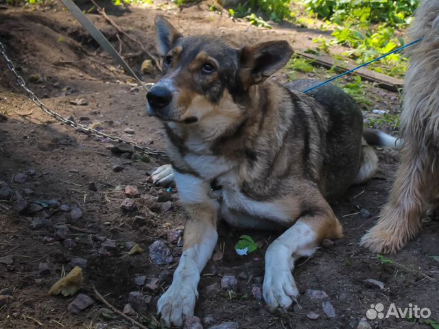 Собака Лайма ищет дом