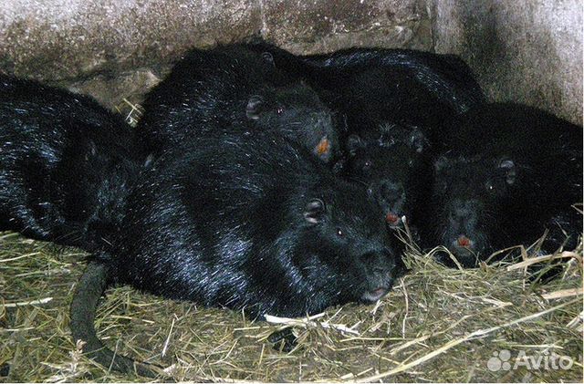 Продаются нутрии