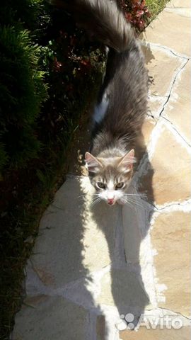 Пушистый,бывшедомашний котик ищет дом