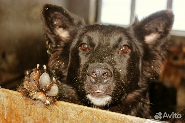 Отдадим очаровательную девочку Вольт из приюта