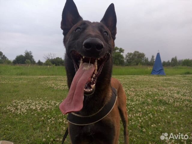 Щенки малинуа