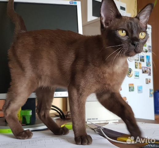 Котята европейской бурмы