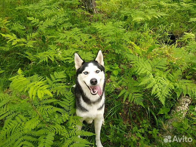 Вязка Хаски. кобель