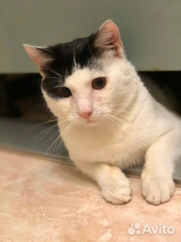 Замечательного котика в дар