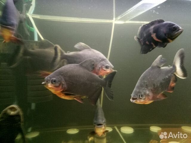 Пираньи Паку