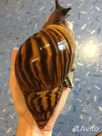 Улитка Улитки Тигр Тигровая Ахатина