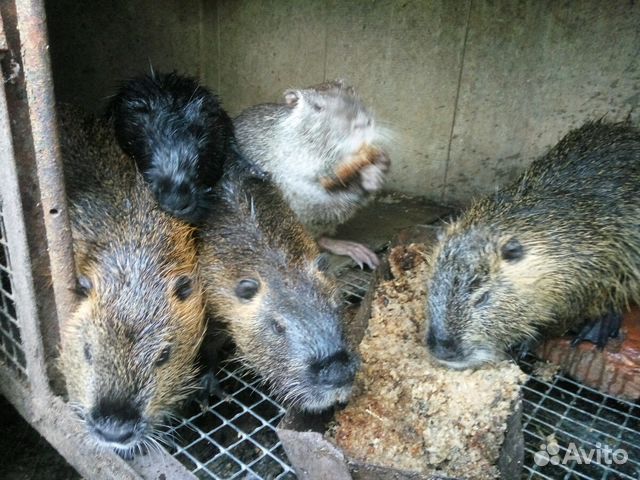 Нутрии живым весом на убой