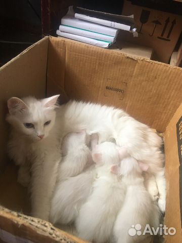 Белые голубоглазые котята