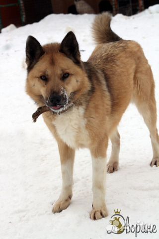 Красавец Лис