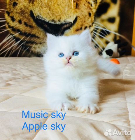 Musik sky и Appl sky