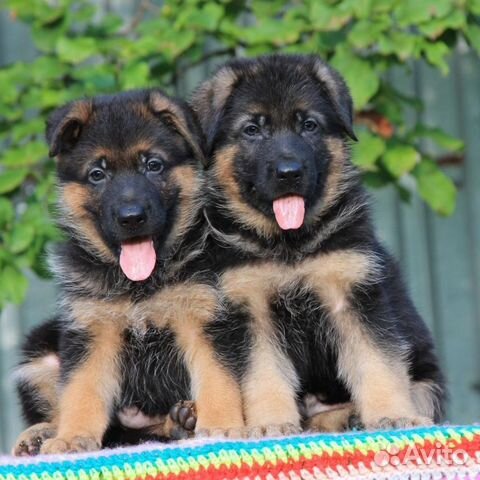 Крупные Здоровые Красивые Настоящие Немцы