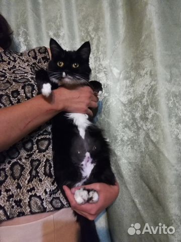 Кошечка в заботливые руки