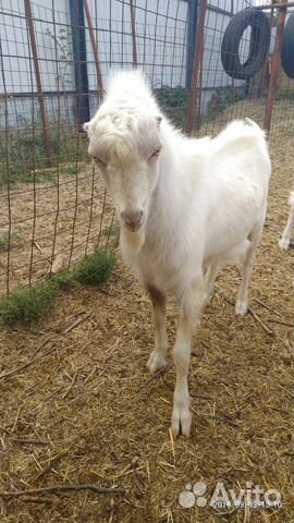 Племенной козел ламанча лпх "Семеро козлят"