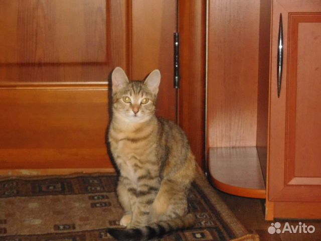 Кошечка Лиля 1г. 3 мес