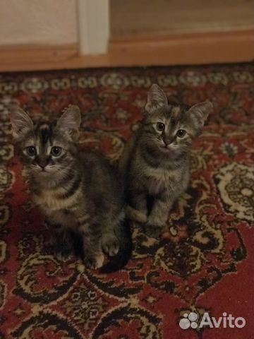 Котята-подростки