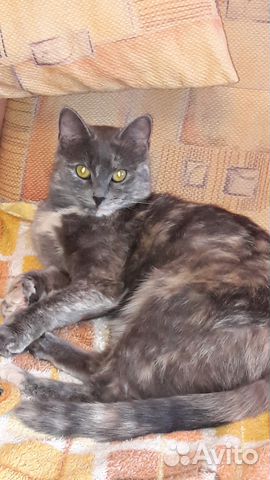 Плюша в поисках дома