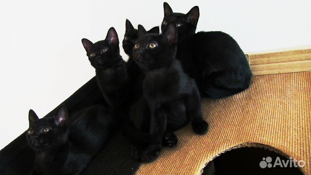 Котята, порода Бомбей