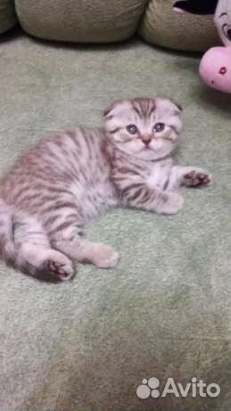 Пятнистый котик, есть черный,шоколад,лиловый