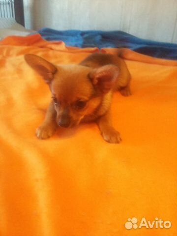 Щенки метисы чихуахуа и малого немецкого шпица