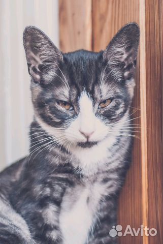 Котик метис полосатик