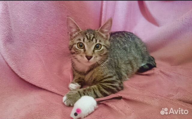 Котенок Няшка в Тельняшке дар в добрые руки