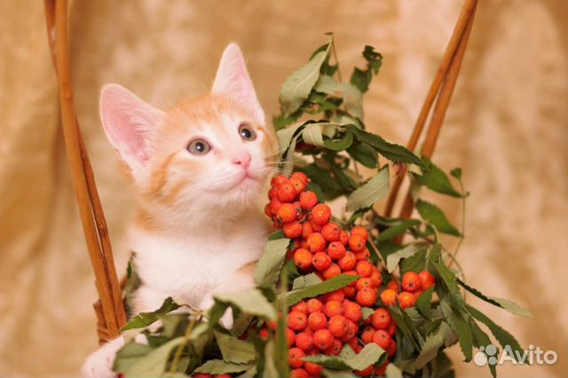 Чудо котенок, мальчик, 3 месяца