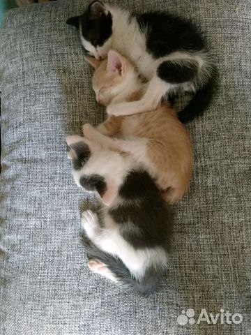 Котята мальчики