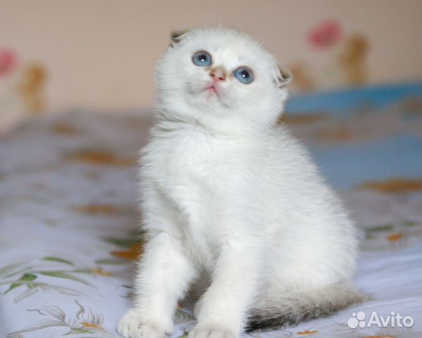 Золотая тикированная пойнт кошка фолд