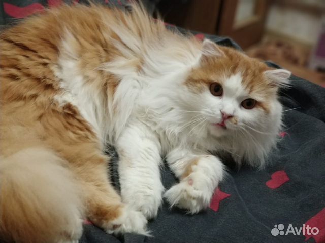 Котик - метис перса в дар -1 год