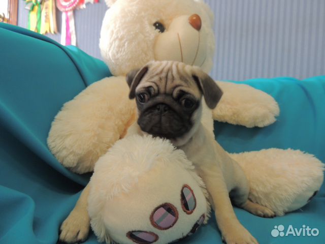 Маленькие мопсики