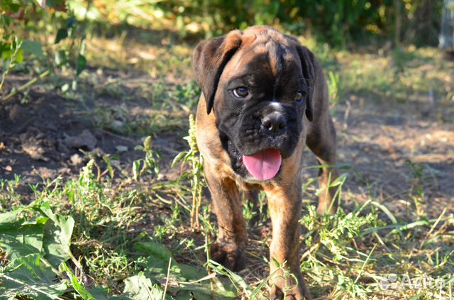 Щенок боксера (девочка)