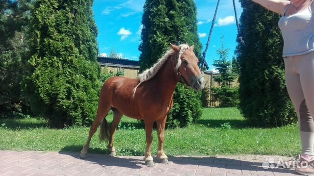 Пони жеребцы и кобылы