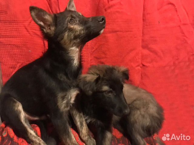 Клёвые щенки- вырастут меньше среднего размера