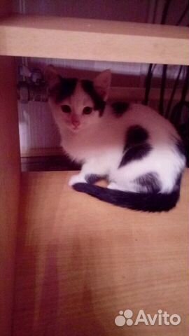 Котята, черно-рыжий, черно-белый и чисто черный