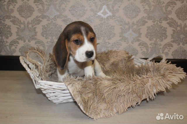 Щенок Бигль