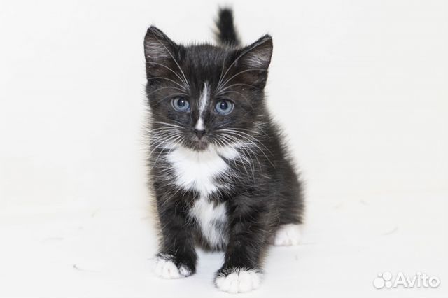 Котенок Кэтти 1 месяц в добрые руки