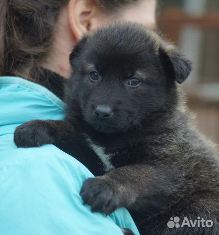 Маленькие щеночки-пушистики