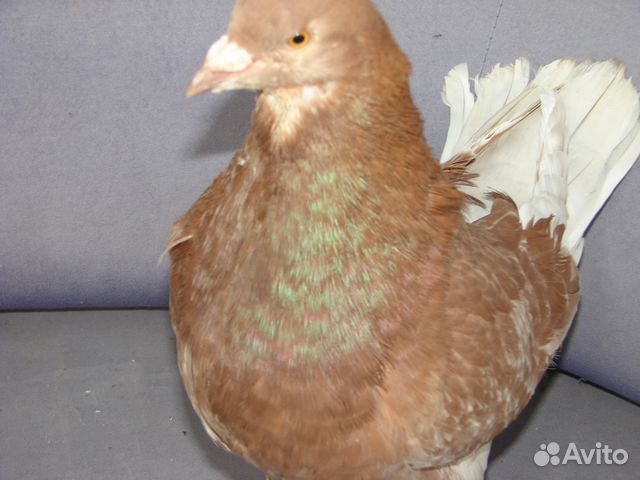 Голуби мясных пород