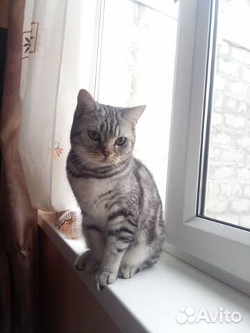 Кошка мраморного окраса