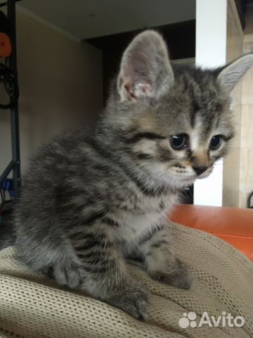 Очаровательные котята от британца