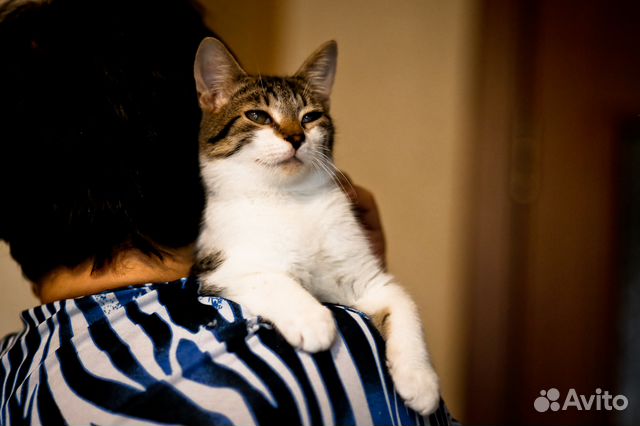 Котенок 5,5 мес Ёжик