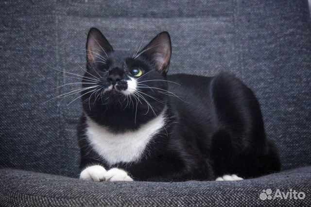Молодой котик в добрые руки