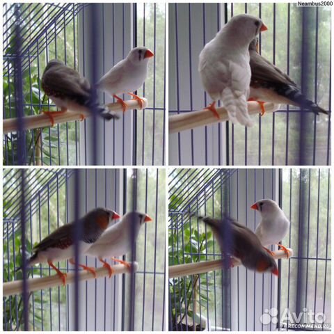 Парочка Амадин