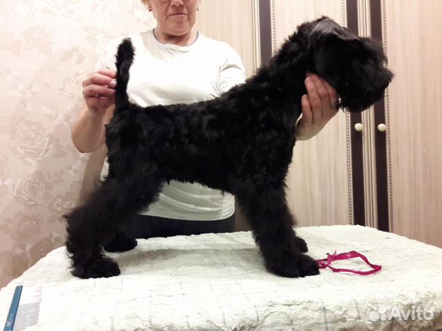 Щенки Керри блю терьера