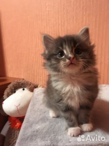 Кот 1,5 месяцев