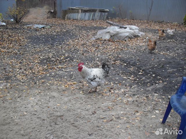 Куры,индюки