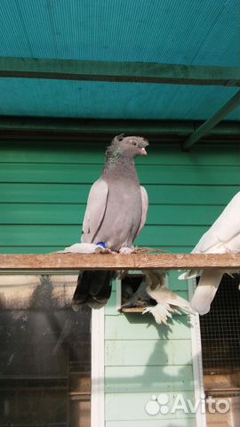 Продаю голубей Узбеки