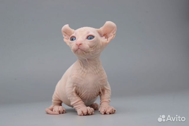 Котёнок Двэльф