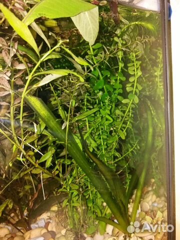 Водоросли для аквариума